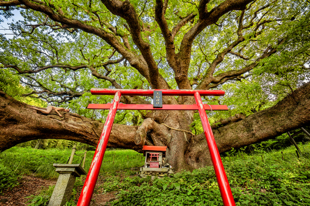 The Kodama Aomizu Tree – A Majestic Wonder of Nature - Business